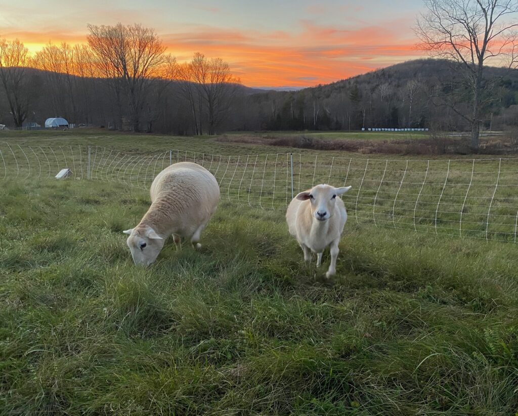 Sheep - Maple Lawn Farm